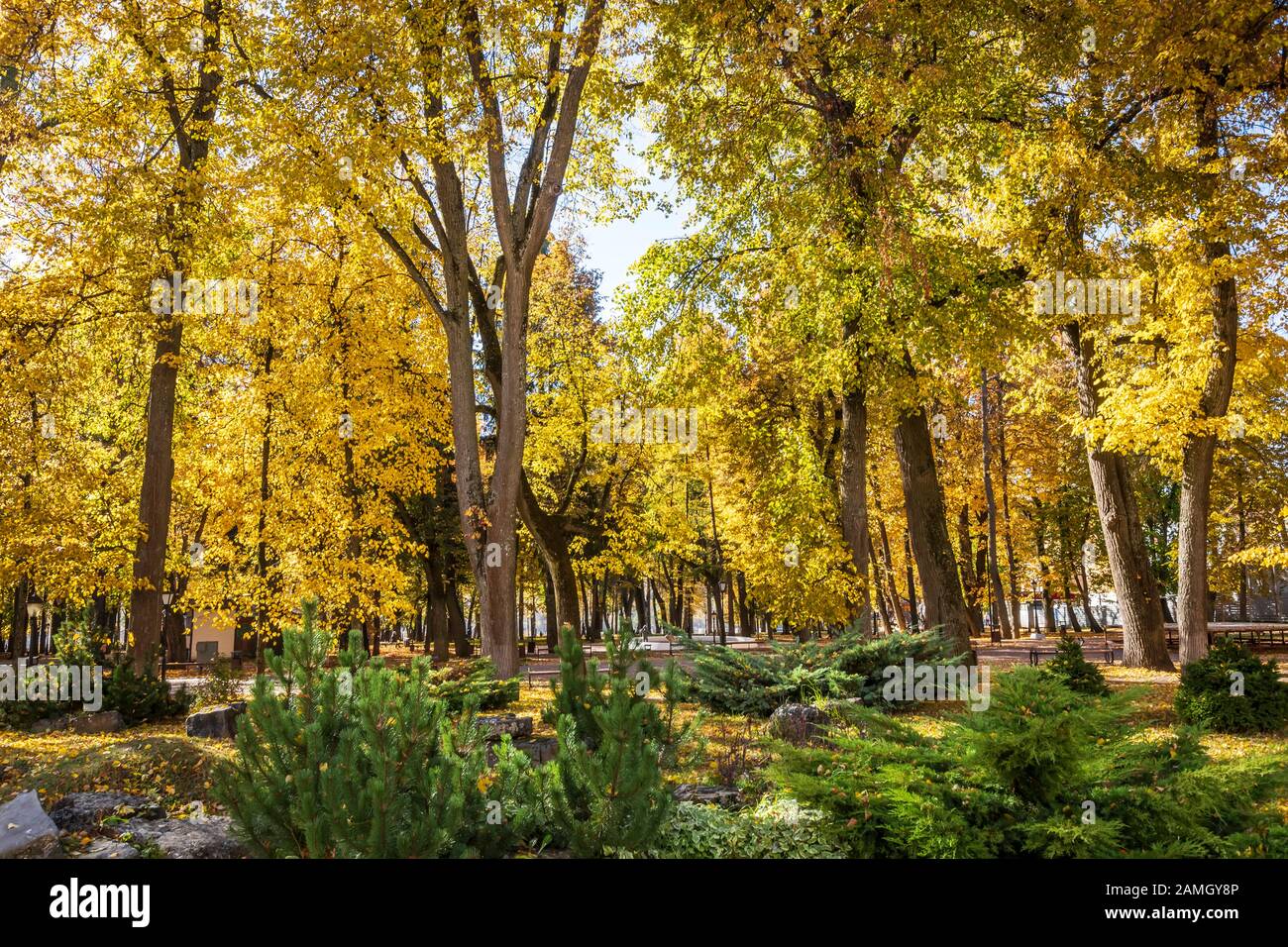 Yellow leaf fall in the park in golden autumn. Landscape with maples and other trees on a sunny ...