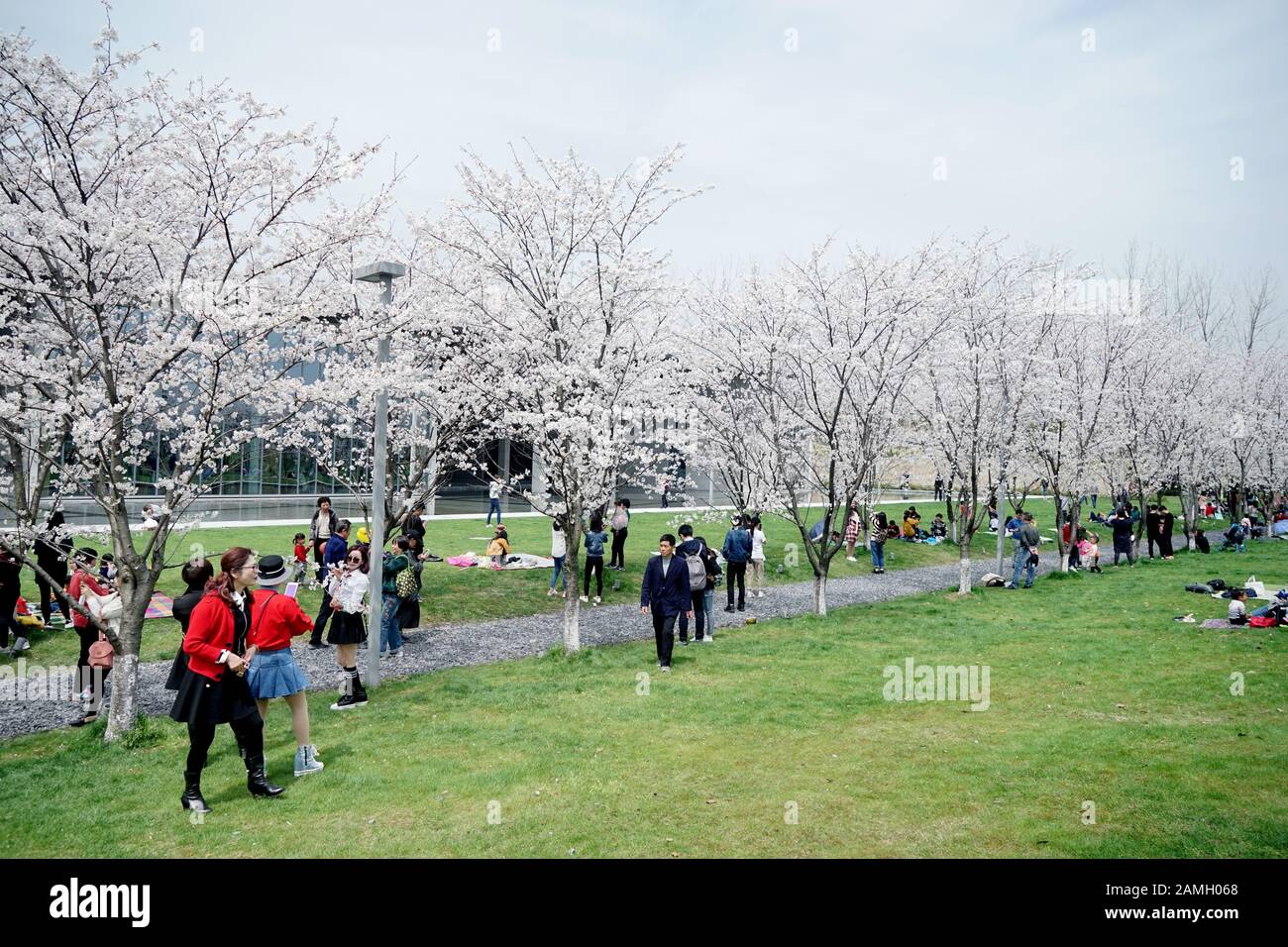 Cherry blossom during spring festival Stock Photo - Alamy