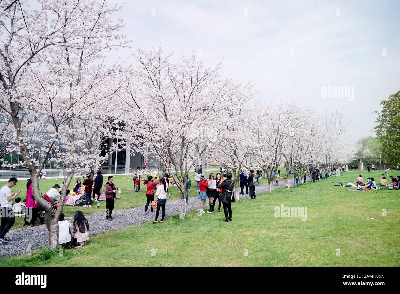 Cherry blossom during spring festival Stock Photo - Alamy