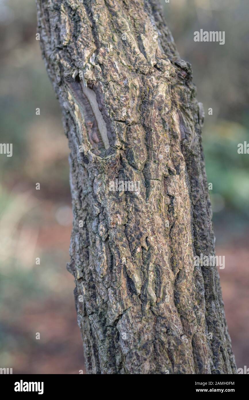 Furrowed tree bark of Common Elder / Sambucus nigra tree in sunshine ...