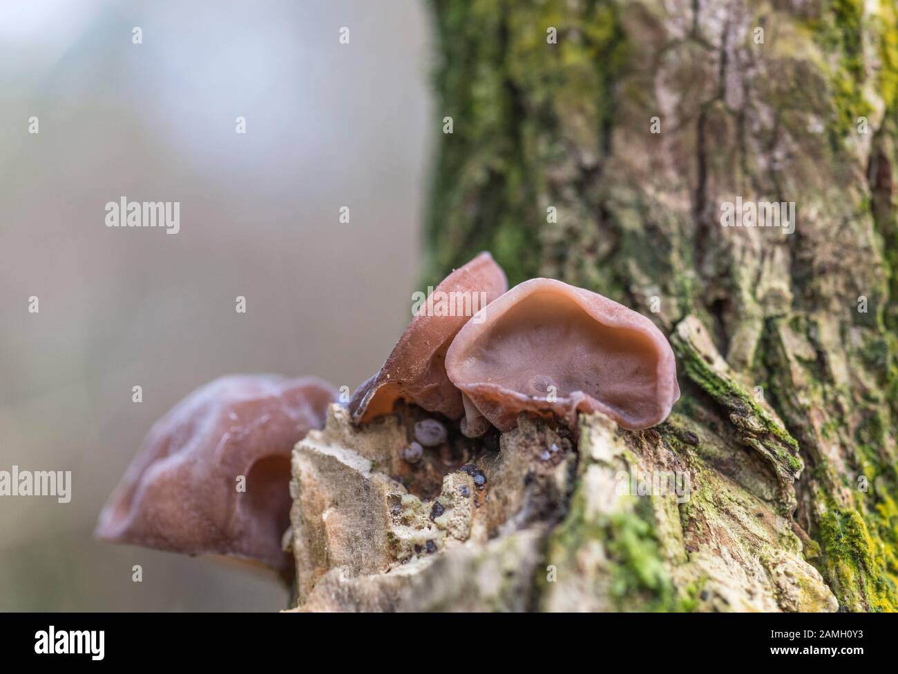 Wood Ears / Jew's Ear fungus - Auricularia auricula-judae - on Common ...