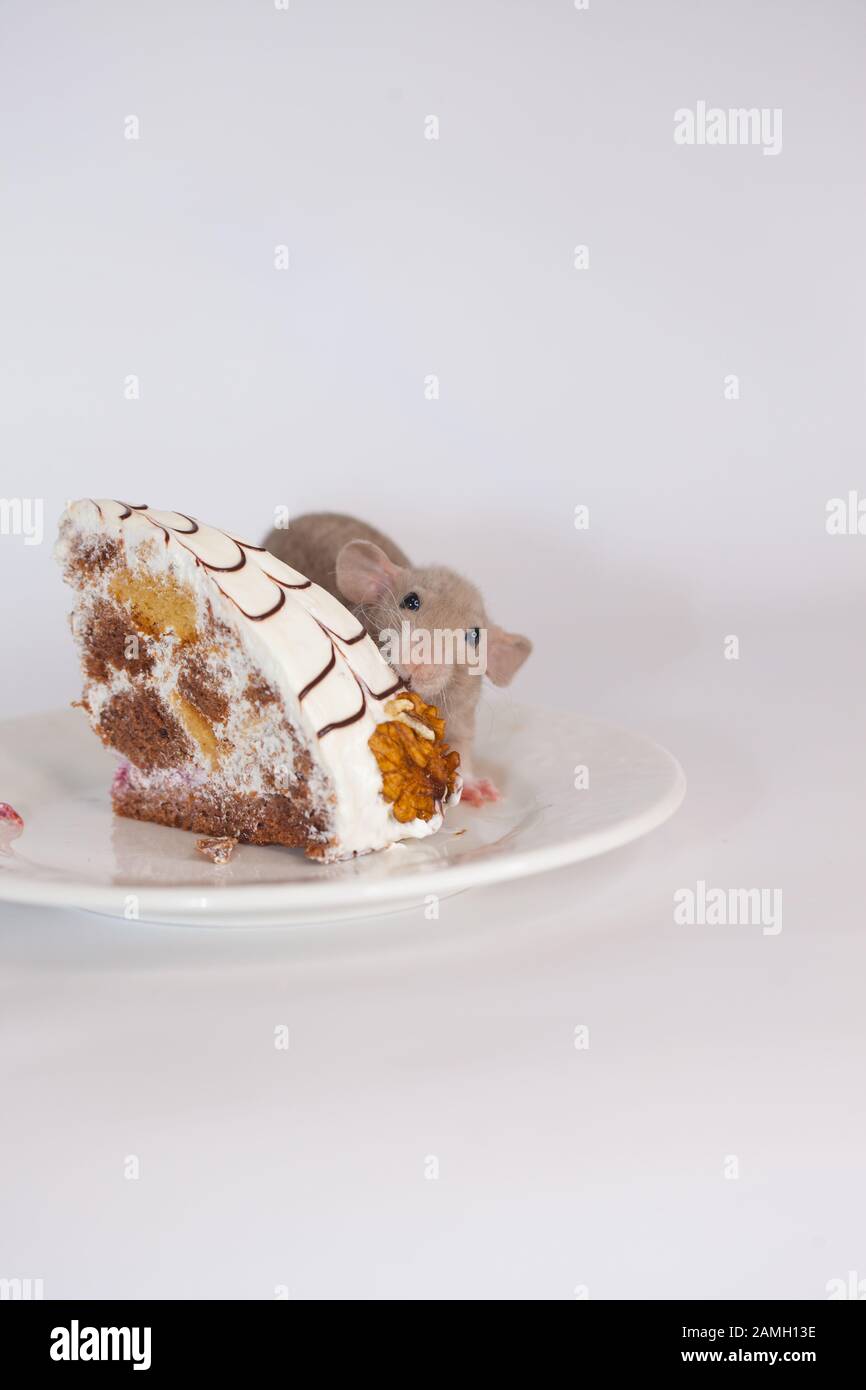 Diet concept. The mouse eats a piece of sweet cake with a nut on a ...