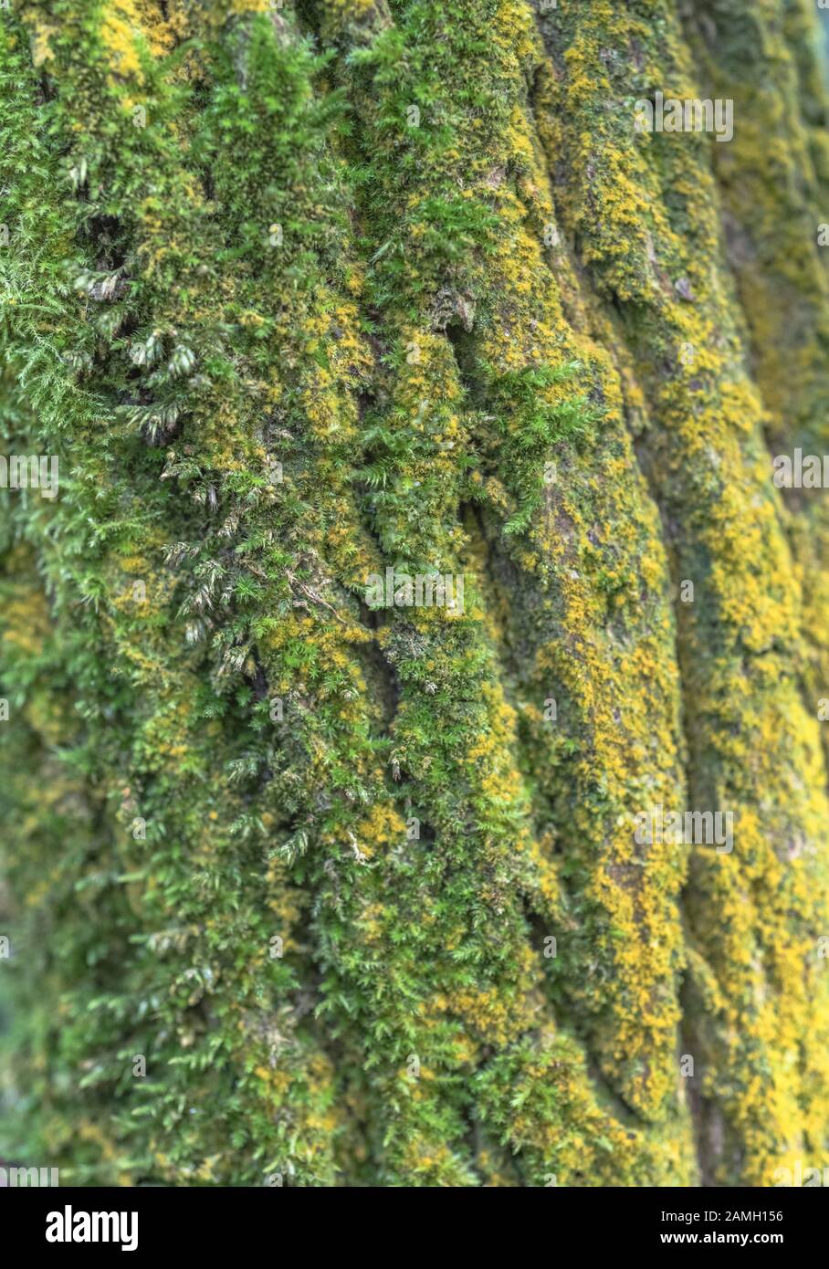 Furrowed moss covered tree trunk / bark of Common Elder / Sambucus ...
