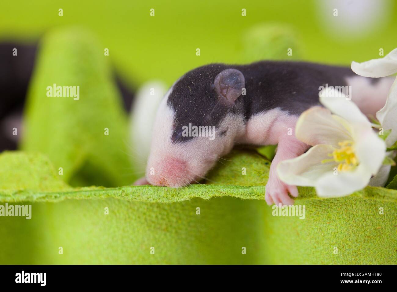 Little cute and beautiful rat with a tiny white flower in a bright ...
