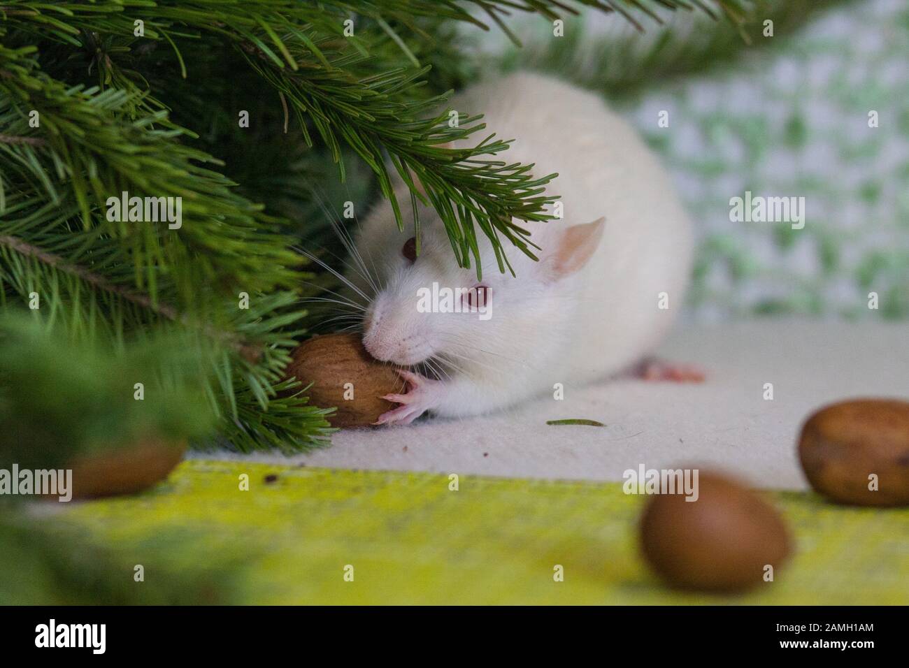 Rat under the tree hi-res stock photography and images - Alamy