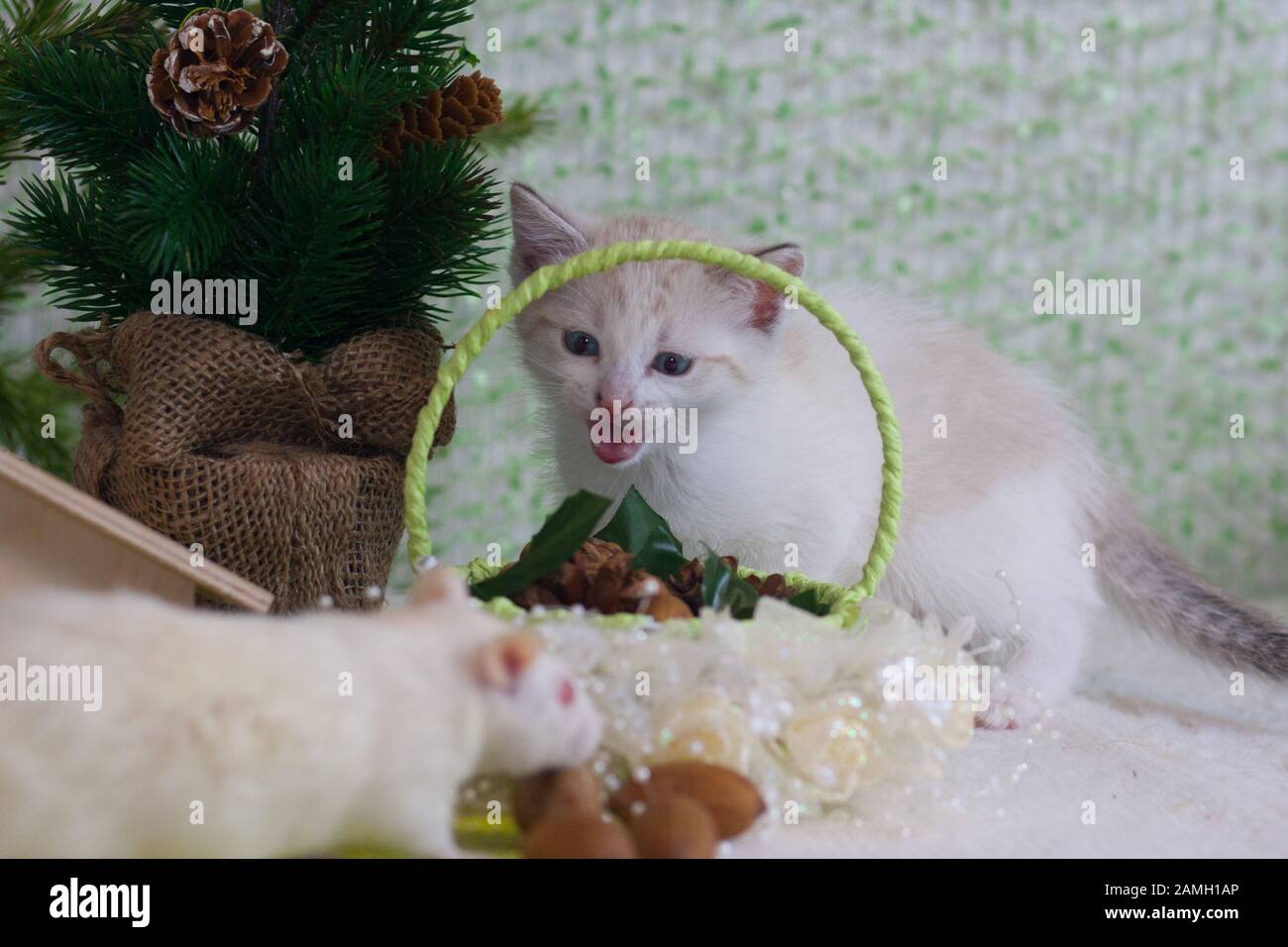 The cat is a white and white rat. meow cat opened her mouth. blood ...