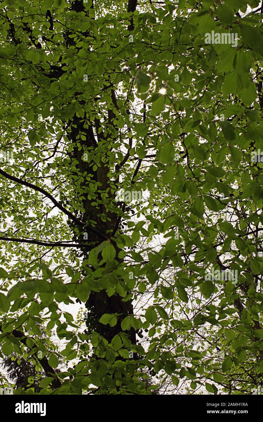 Beech tree canopy hi-res stock photography and images - Alamy