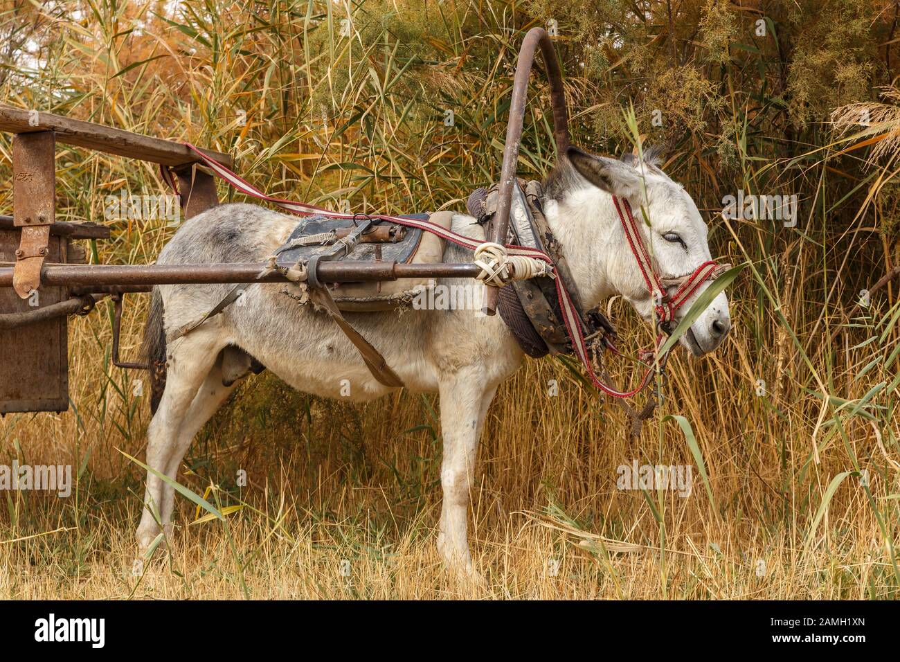 donkey with a cart in the field, donkey Stock Photo - Alamy
