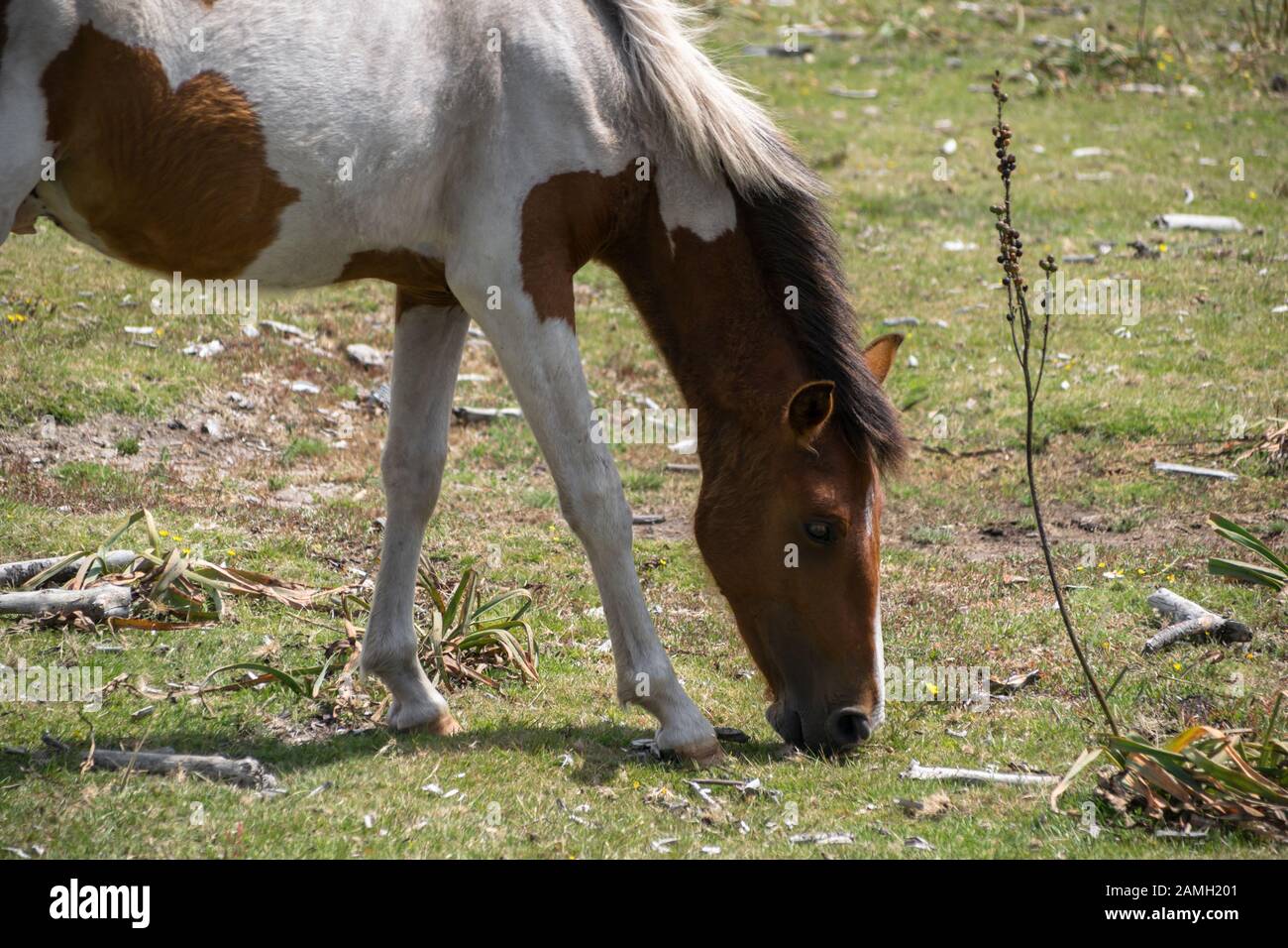 Two colored mane hi-res stock photography and images - Alamy