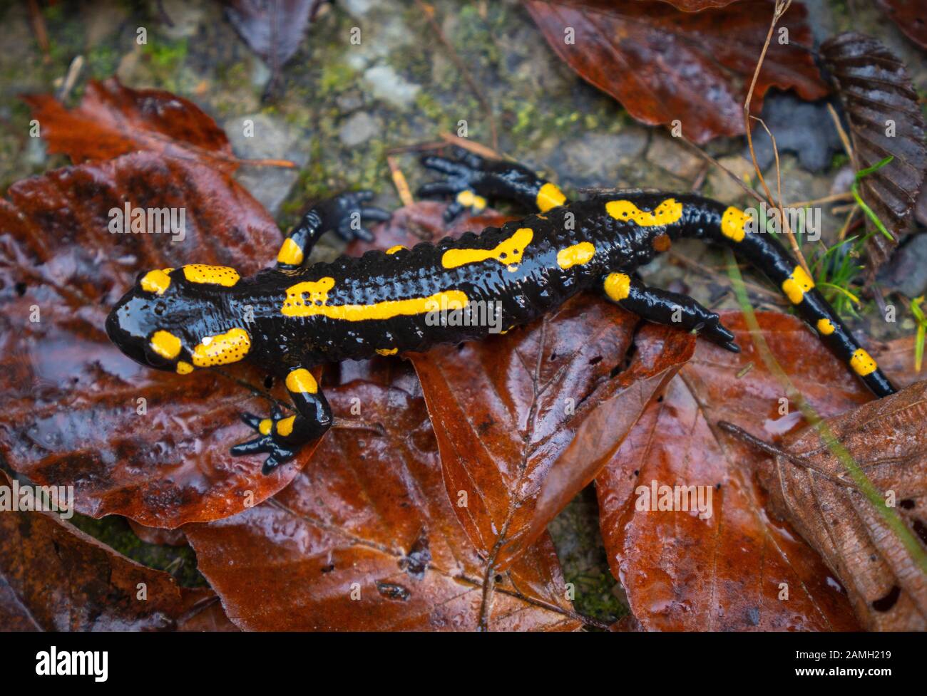 fire salamander or Salamandra salamandra the best-known salamander ...