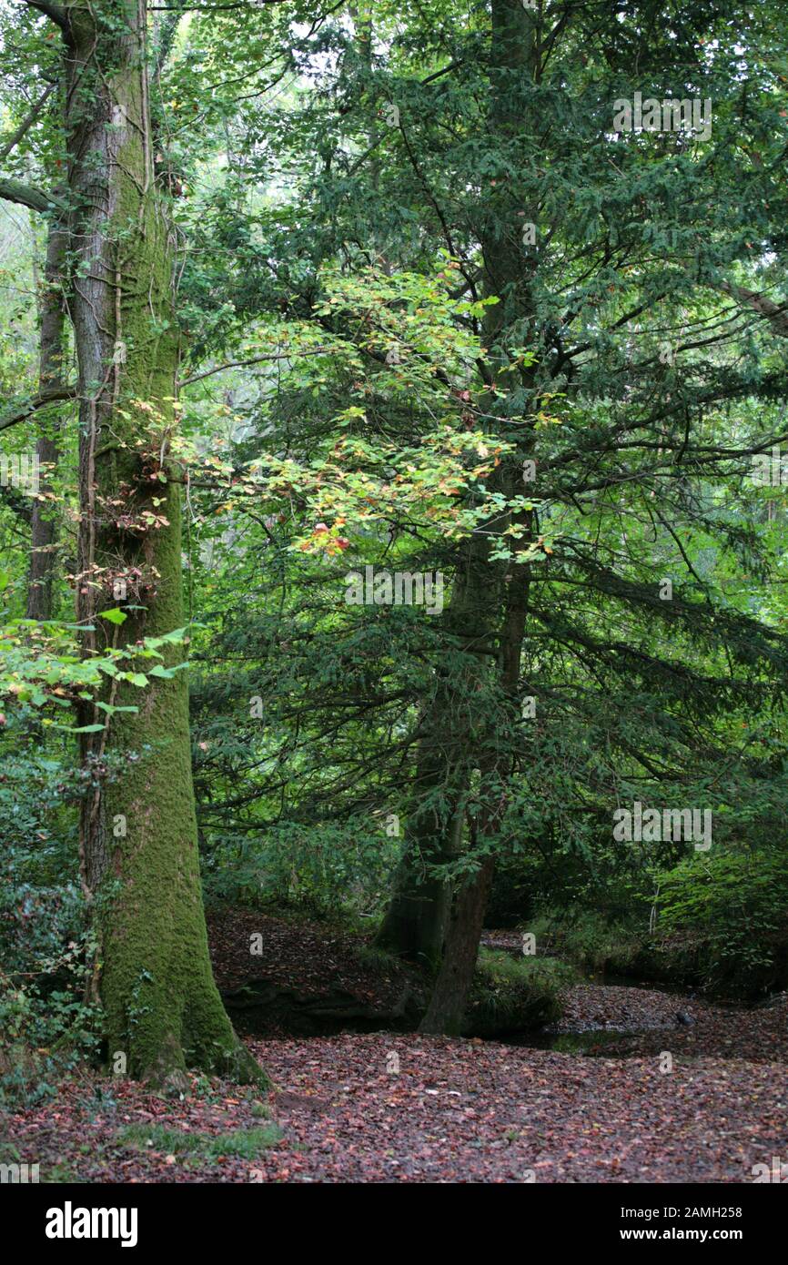 A dark forest path in the Forest of Bere, Hampshire, England, UK Stock ...
