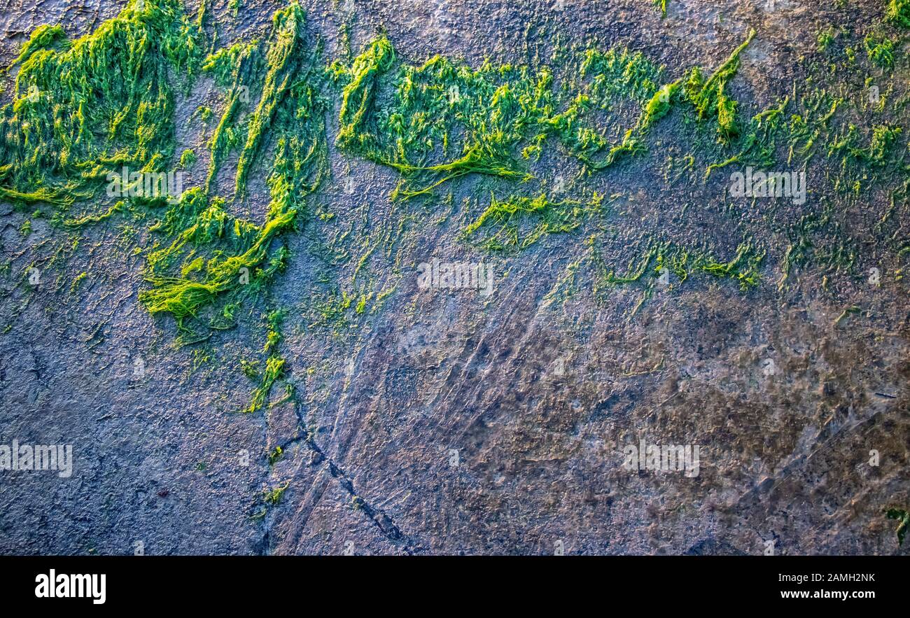 A bunch of green sea algae Stock Photo - Alamy