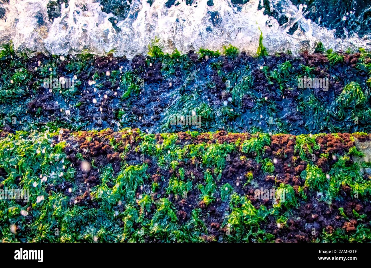 Texture algae hi-res stock photography and images - Alamy