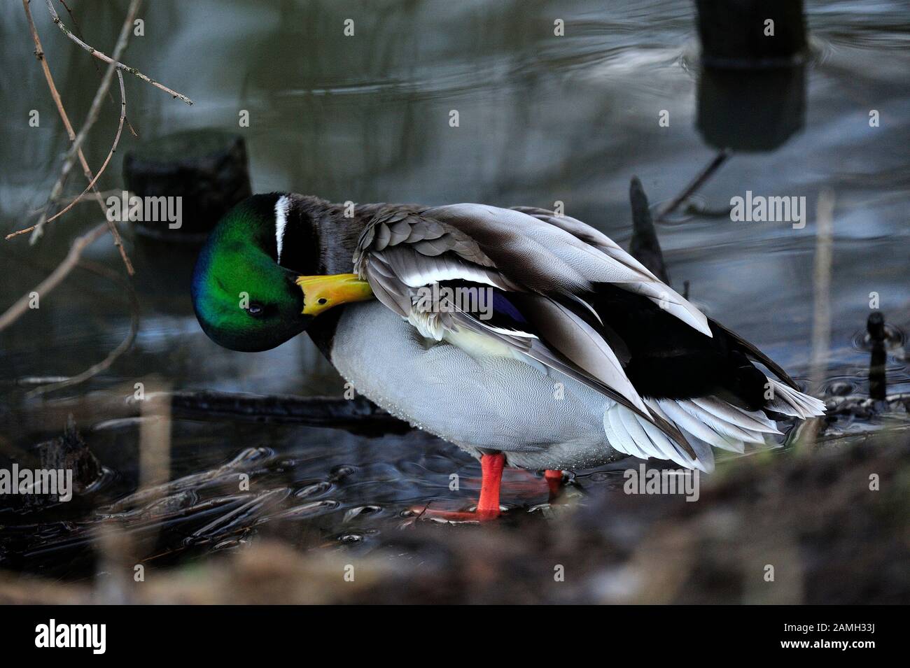 animals, bird, birds, duck, ducks, fly, avian, water, birds in water ...