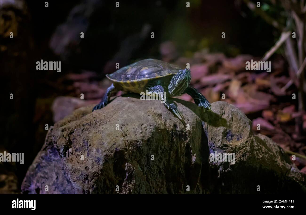 The beautiful turtle Trachemys scripta elegans is one of the most loved ...