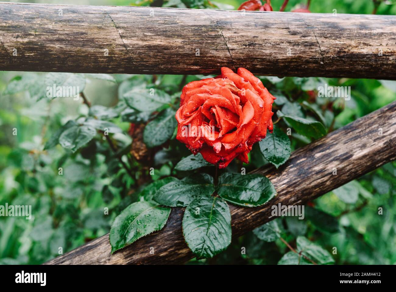 Beautiful red rose in the garden. Red roses for lover, natural roses in ...