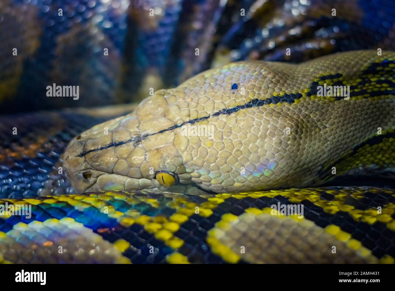 Terrarium Art High Resolution Stock Photography and Images - Alamy