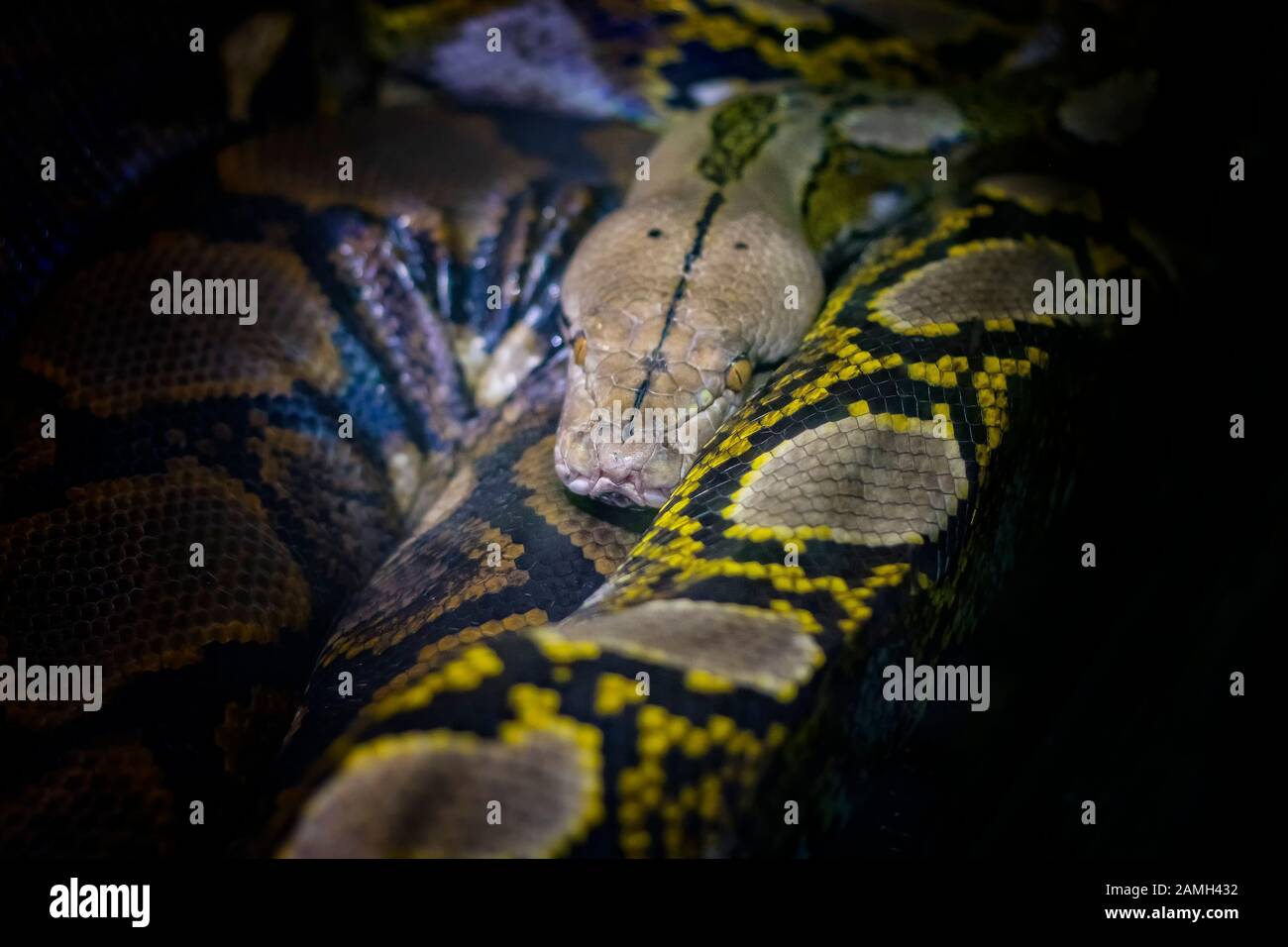 Terrarium Art High Resolution Stock Photography and Images - Alamy