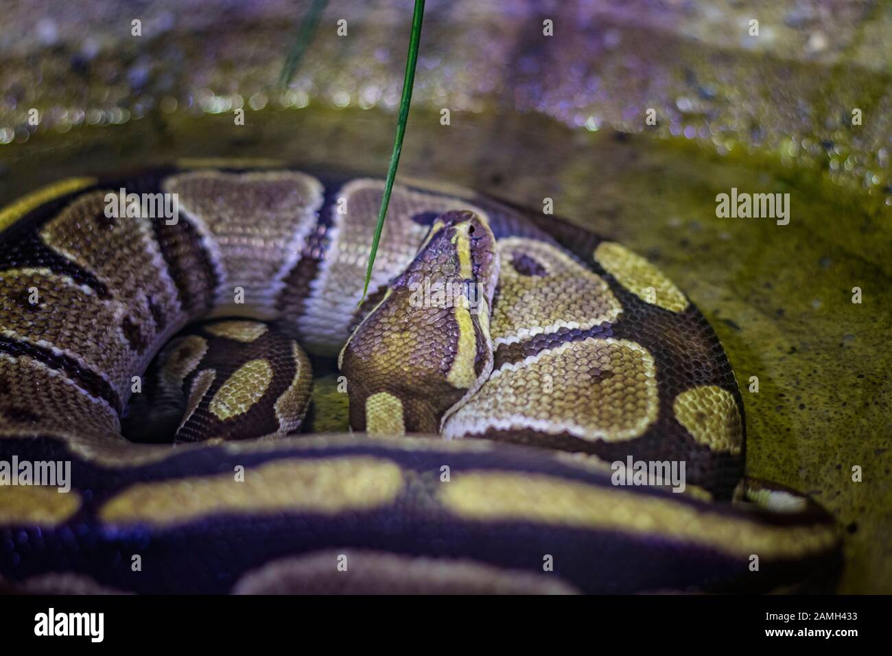 Terrarium Art High Resolution Stock Photography and Images - Alamy