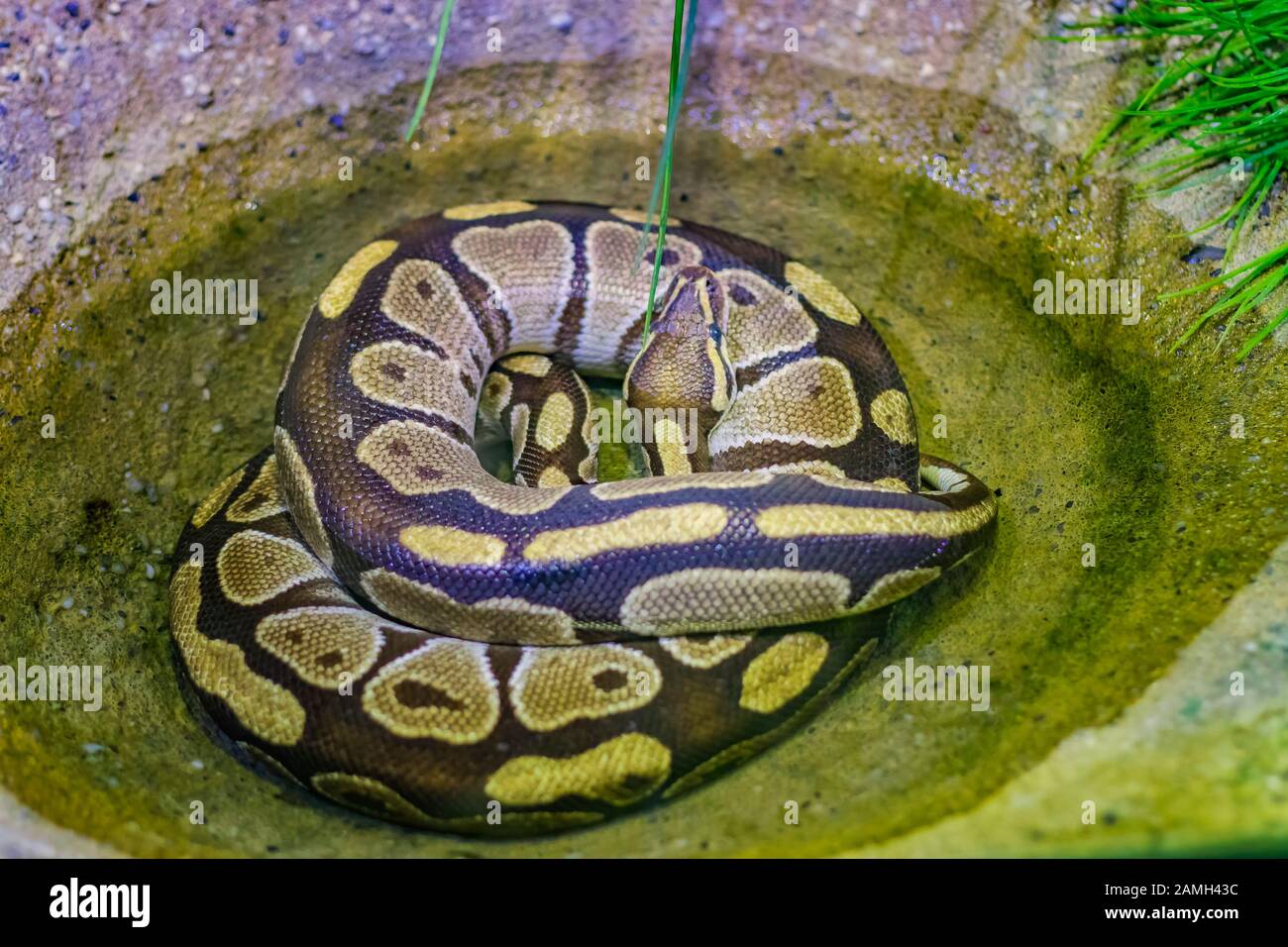 Terrarium Art High Resolution Stock Photography and Images - Alamy