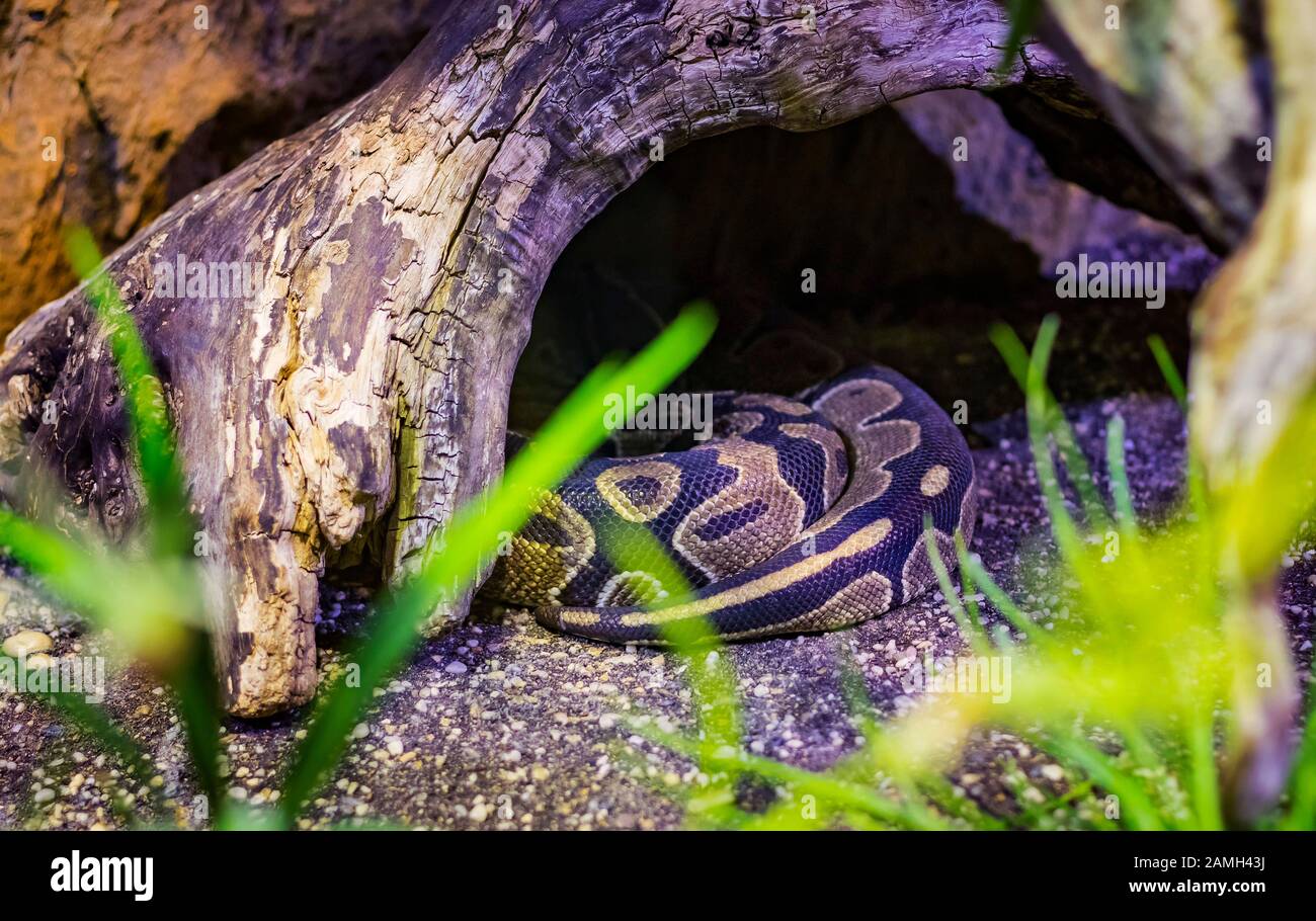 Terrarium Art High Resolution Stock Photography and Images - Alamy