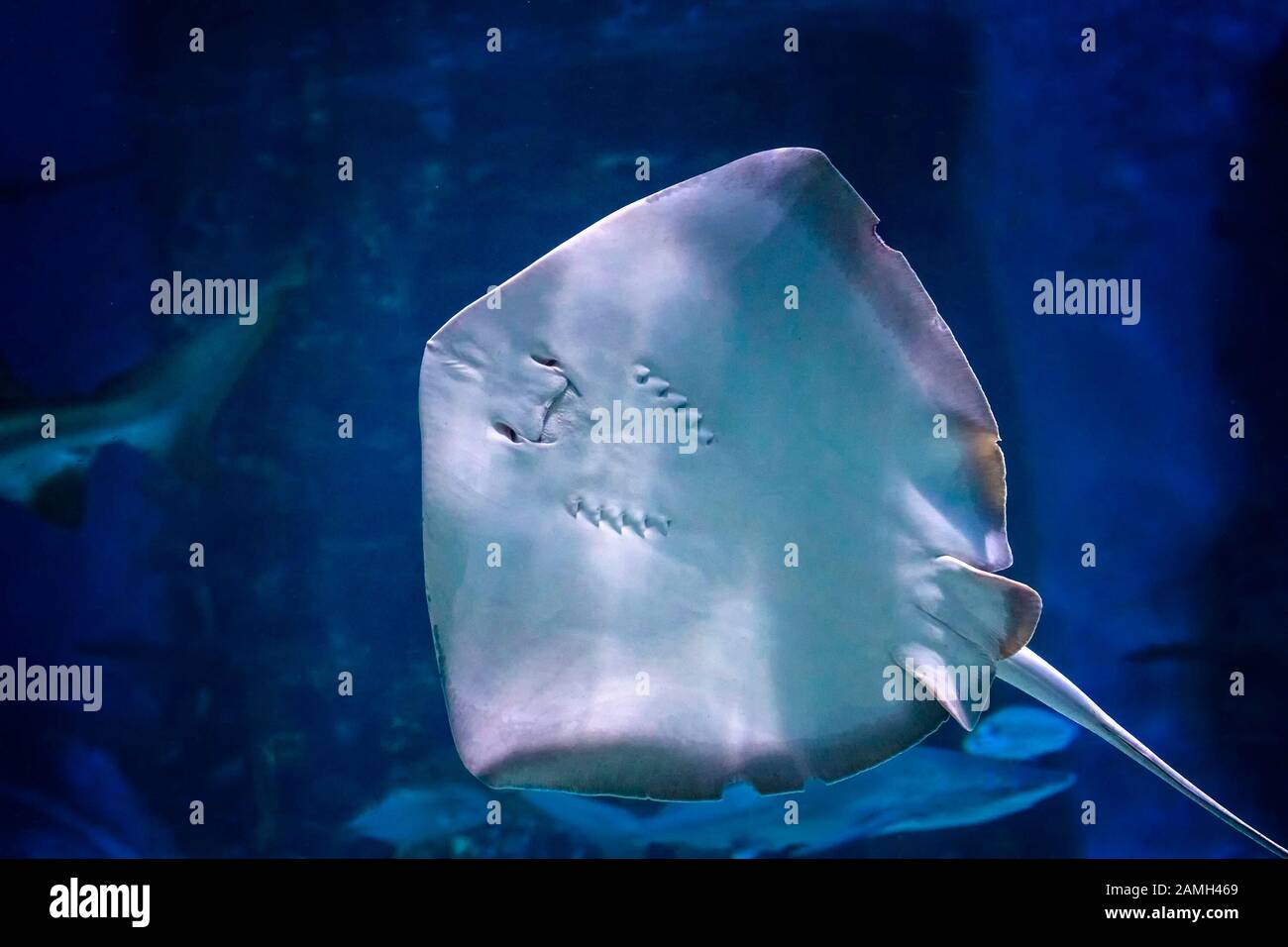 Southern stingray- DASYATIS AMERICANA in tropical coastal water of ...