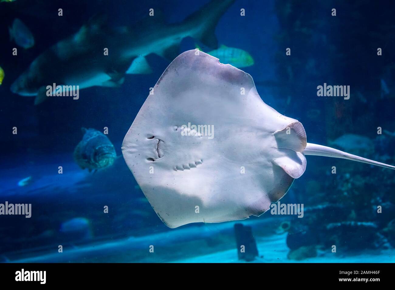 Southern stingray- DASYATIS AMERICANA in tropical coastal water of ...