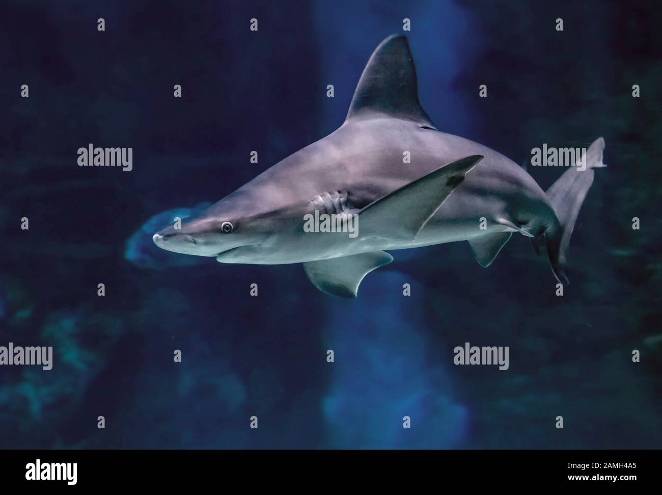 Bull shark teeth hi-res stock photography and images - Alamy