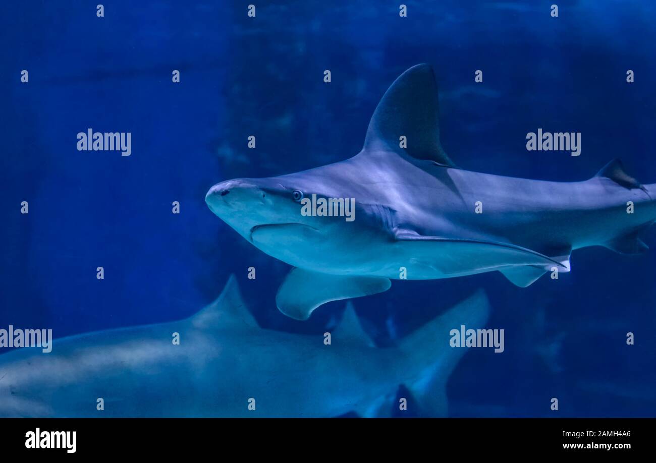 Big bull shark in the clear blue water of Pacific ocean Stock Photo - Alamy