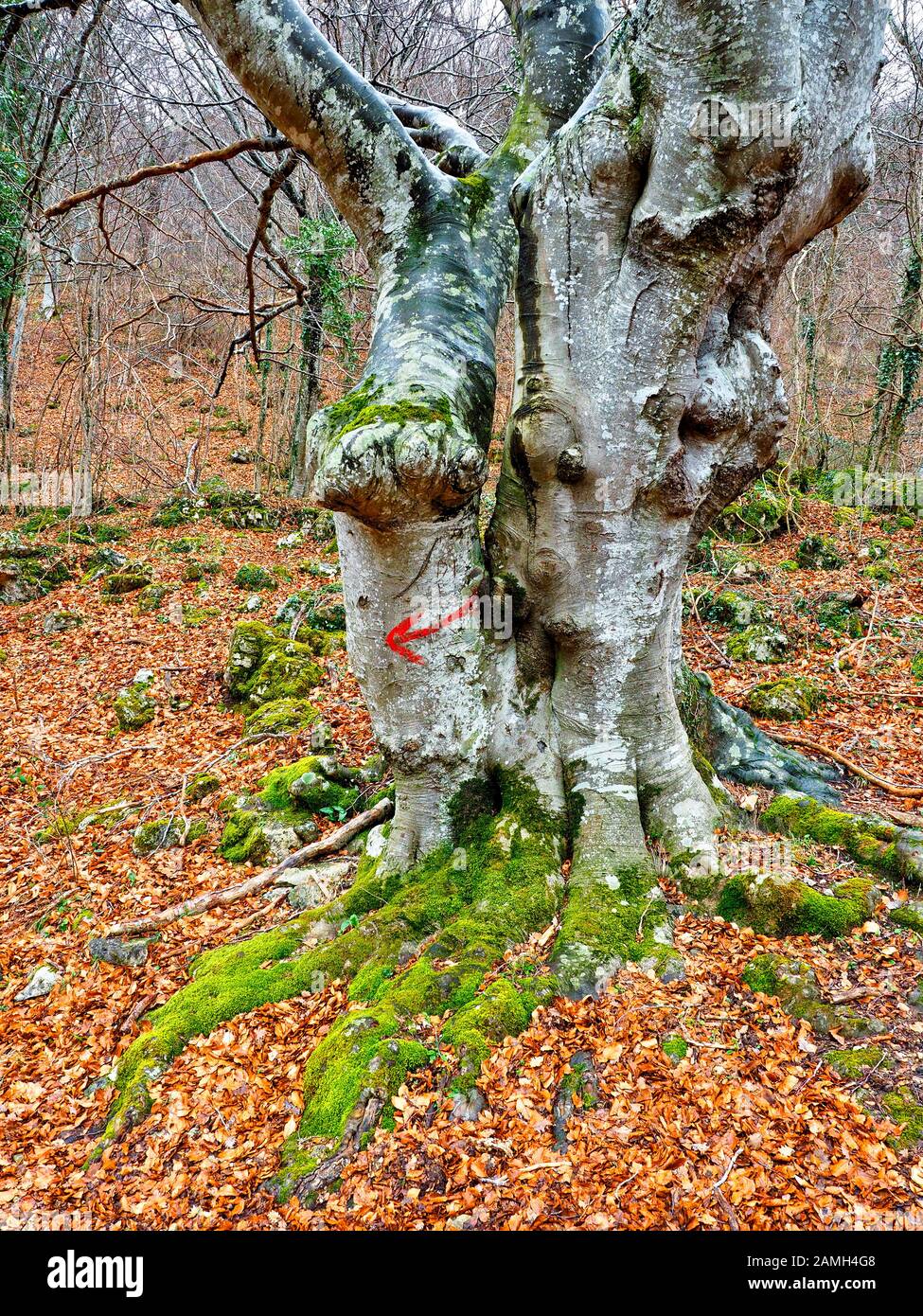 An arrow signal on a tree Stock Photo - Alamy