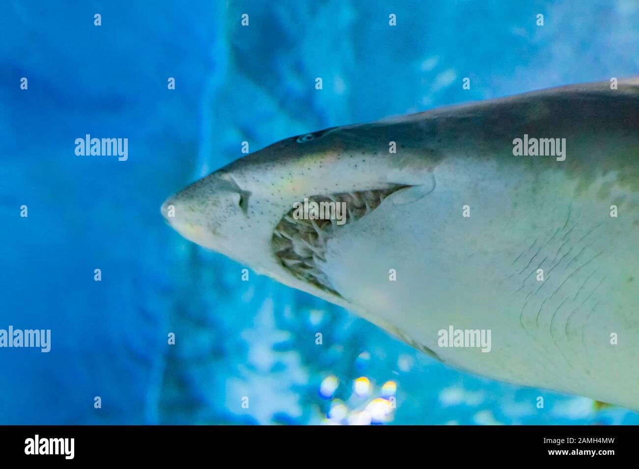 Big Sand tiger shark - CARCHARIAS TAURUS in the clear blue water of ...