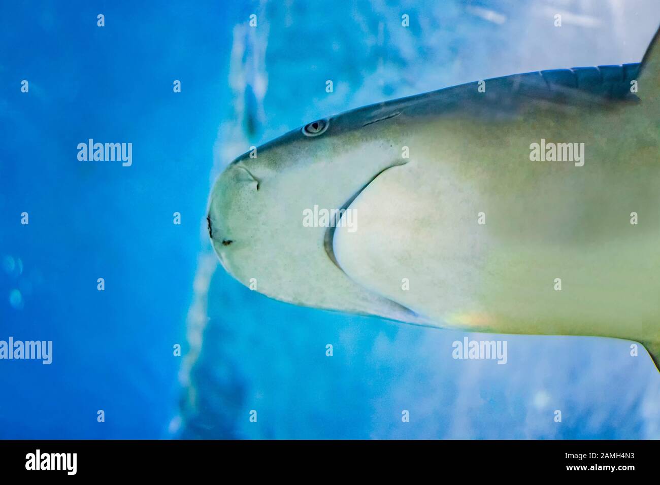 Bull shark teeth hi-res stock photography and images - Alamy