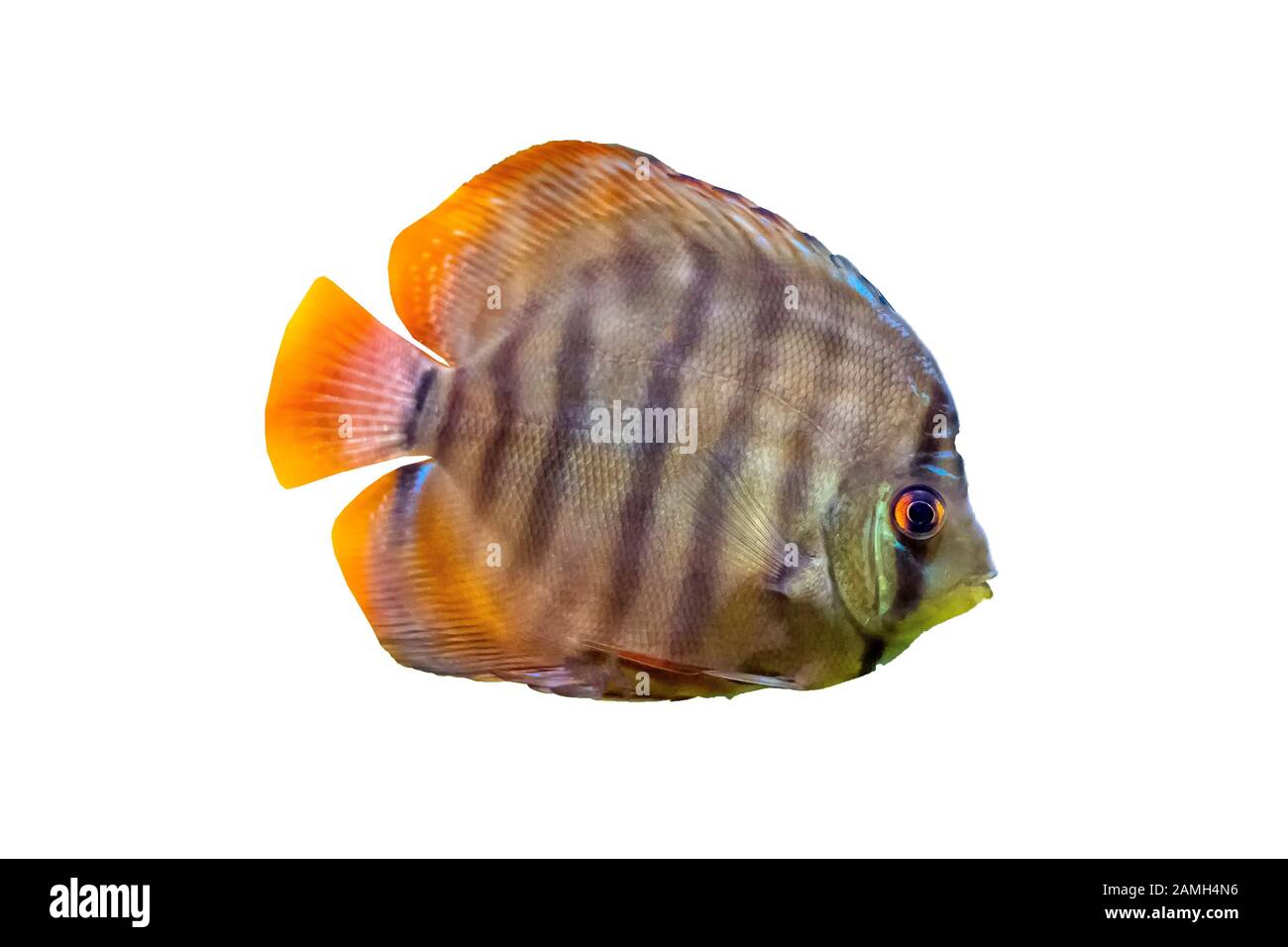 Symphysodon, known as discus, is a genus of cichlids native to the ...