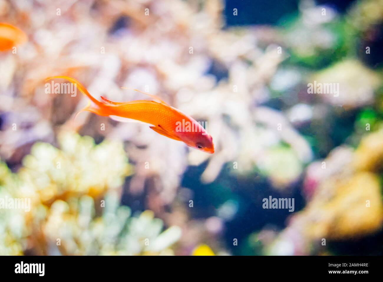 Orange fishes in clear water of sea or ocean Stock Photo - Alamy