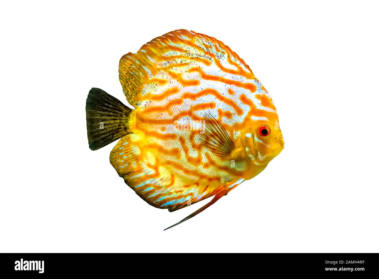 Symphysodon, known as discus, is a genus of cichlids native to the ...