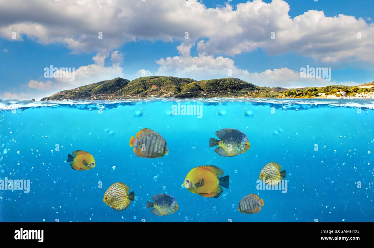 Half underwater photo of tropical paradise with a group of colorful ...