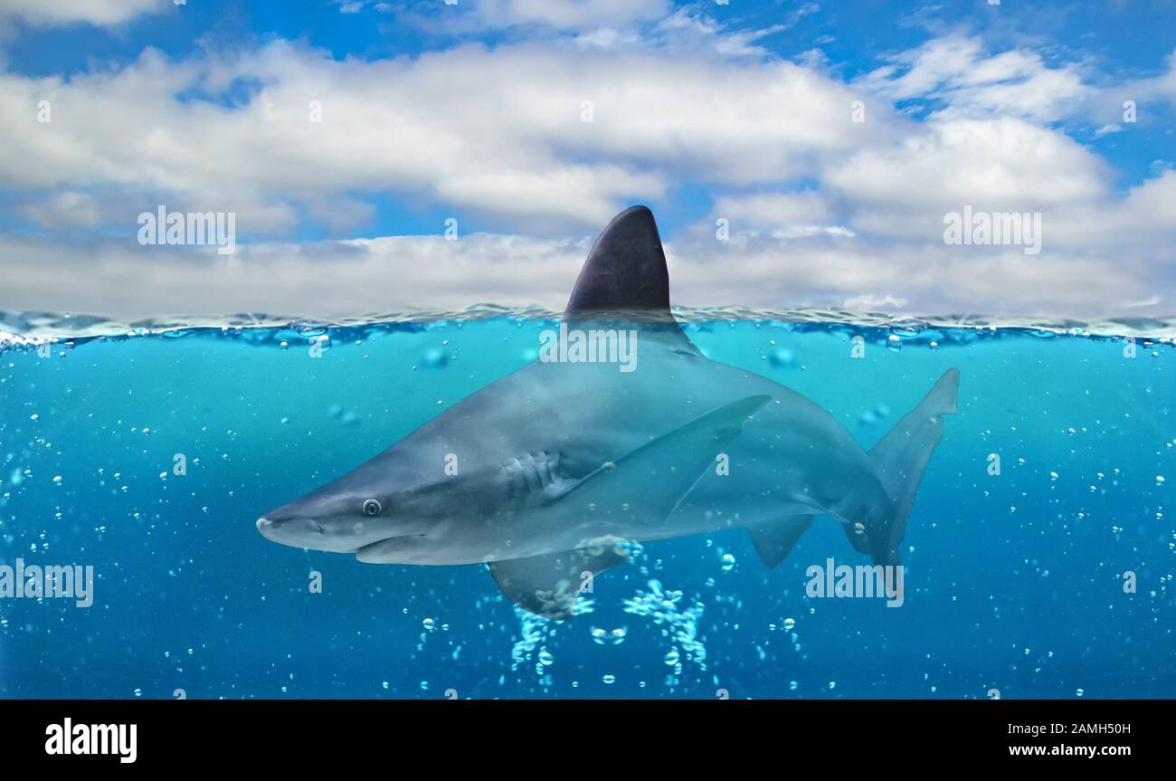 Half underwater photo of tropical paradise withbig shark in Pacific ...