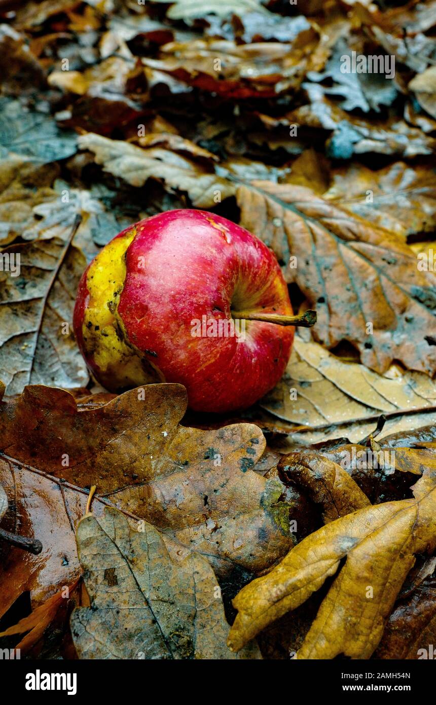 Eaten apple core hi-res stock photography and images - Alamy