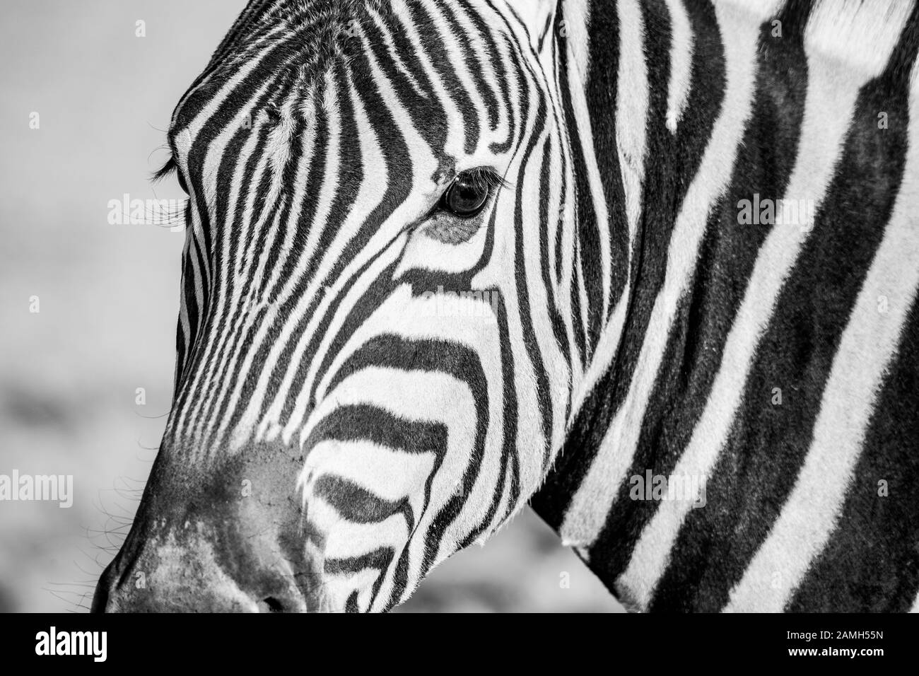 Zebra stripes decorative background Black and White Stock Photos ...
