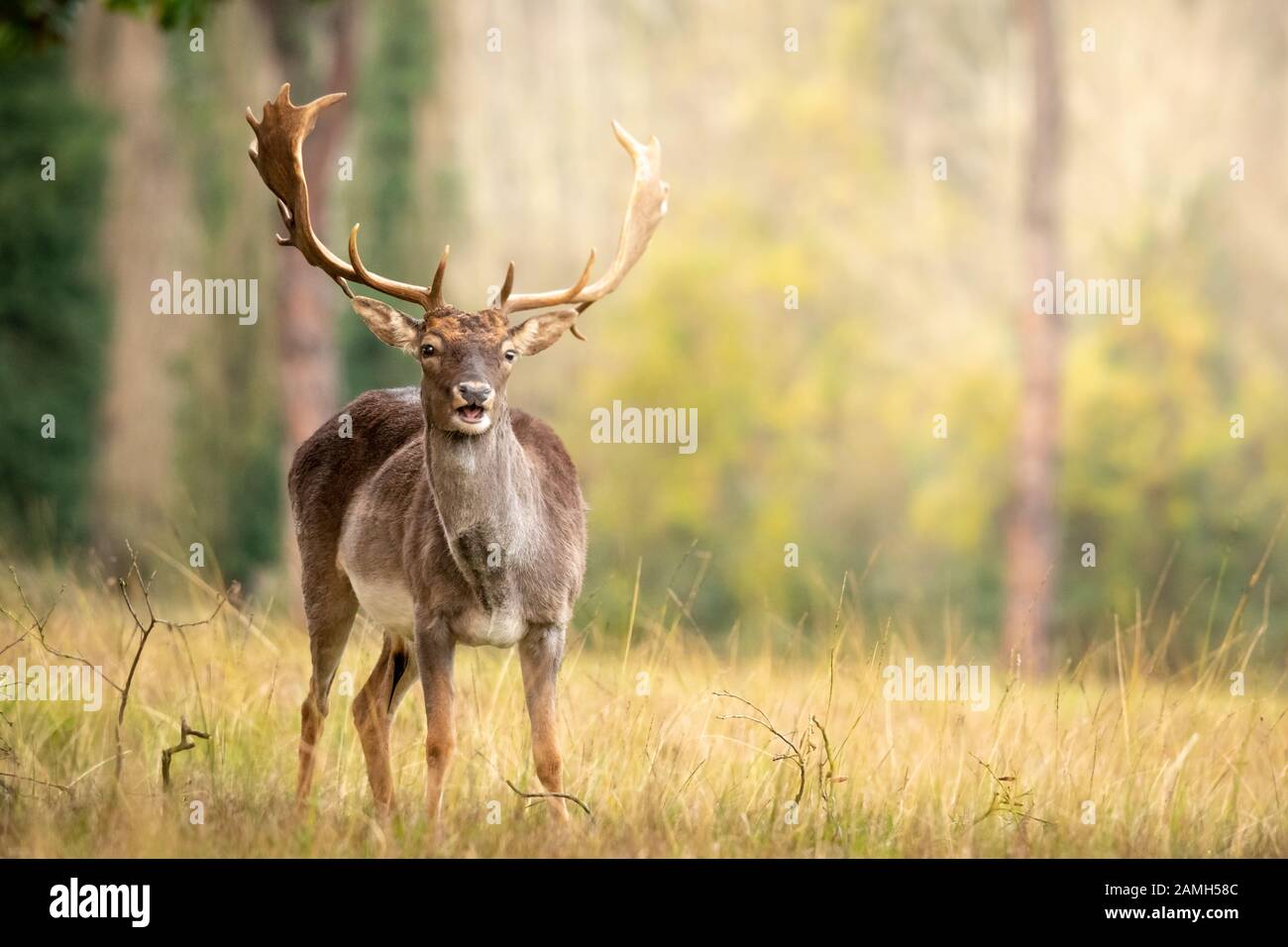 Gold trophy head hi-res stock photography and images - Alamy