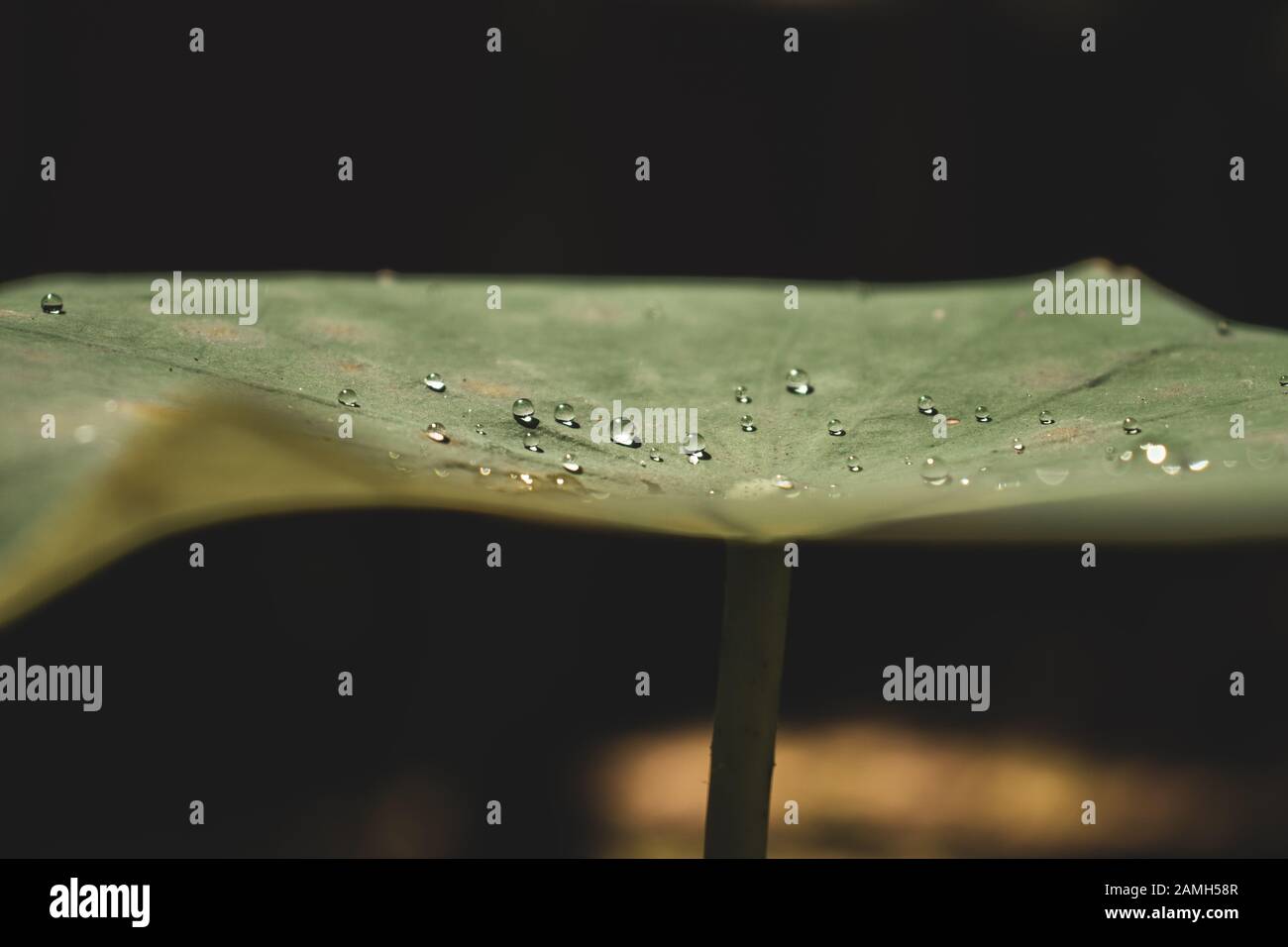 leaf viewing from the side Stock Photo - Alamy