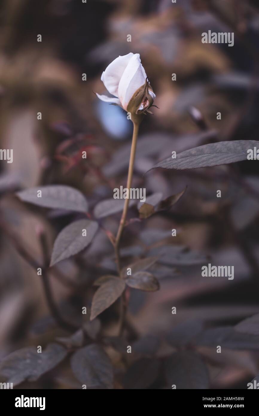 Isolated white rosebud in the garden Stock Photo - Alamy