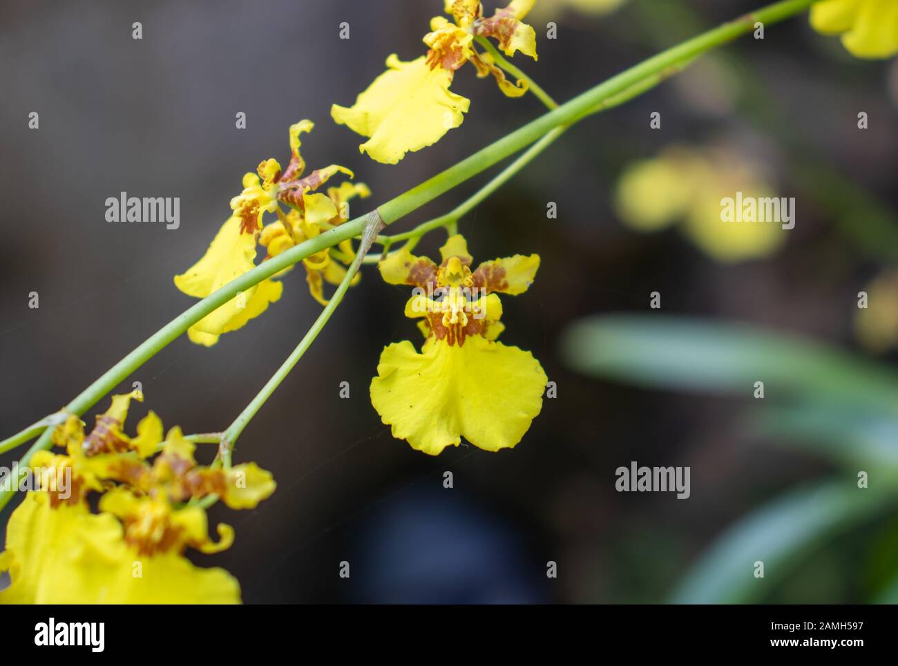 Kandyan dancer hi-res stock photography and images - Alamy