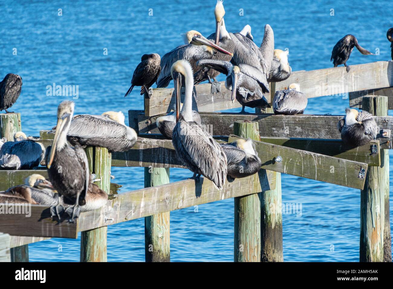 Brown Pelicans (Pelecanus occidentalis) roosting on old pier pilings ...