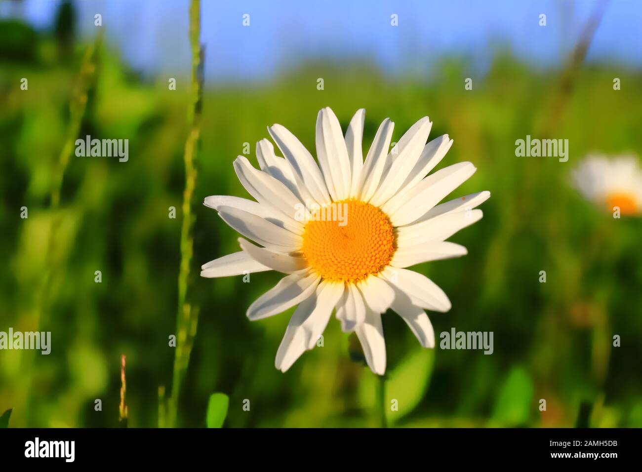 Photo of single daisy with black background hi-res stock photography ...
