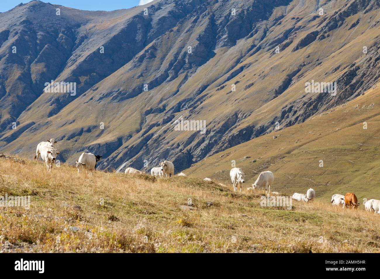 Cattle italy hi-res stock photography and images - Alamy
