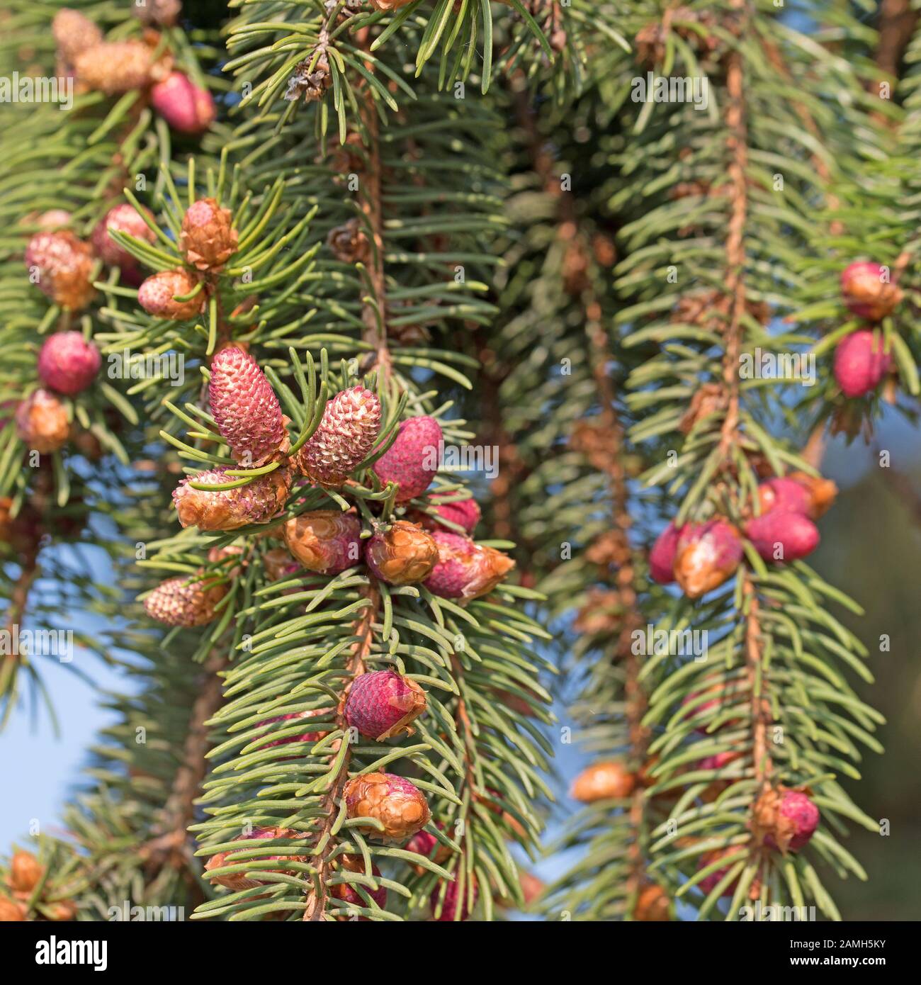 Flowers of the red spruce, Picea abies Stock Photo - Alamy