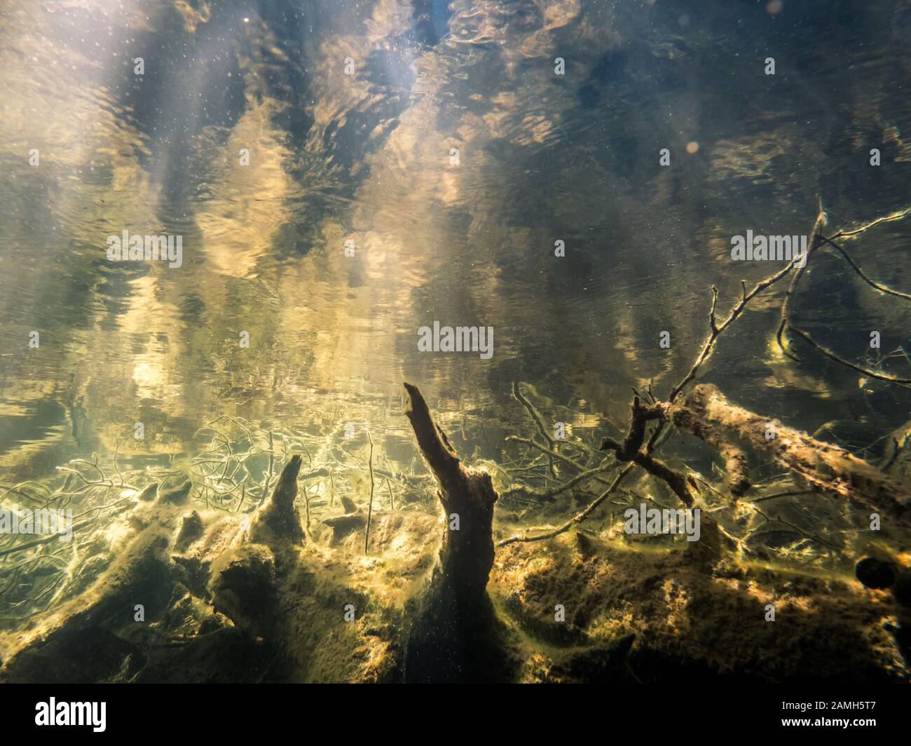Gloomy underwater view of sunken trees and water surface Stock Photo ...