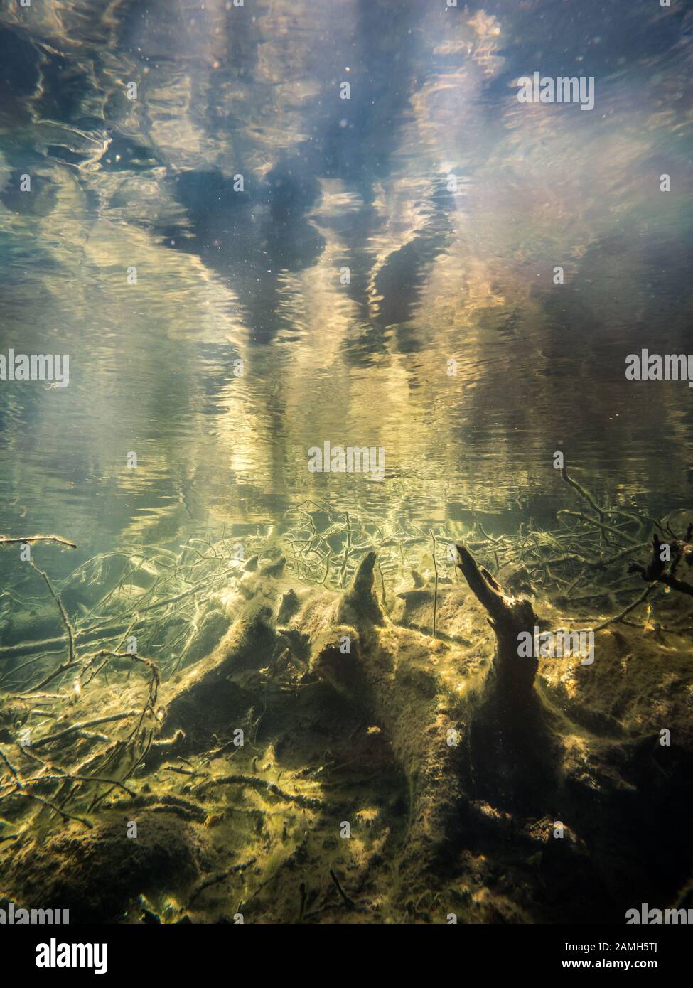 Gloomy underwater view of sunken trees and water surface Stock Photo ...