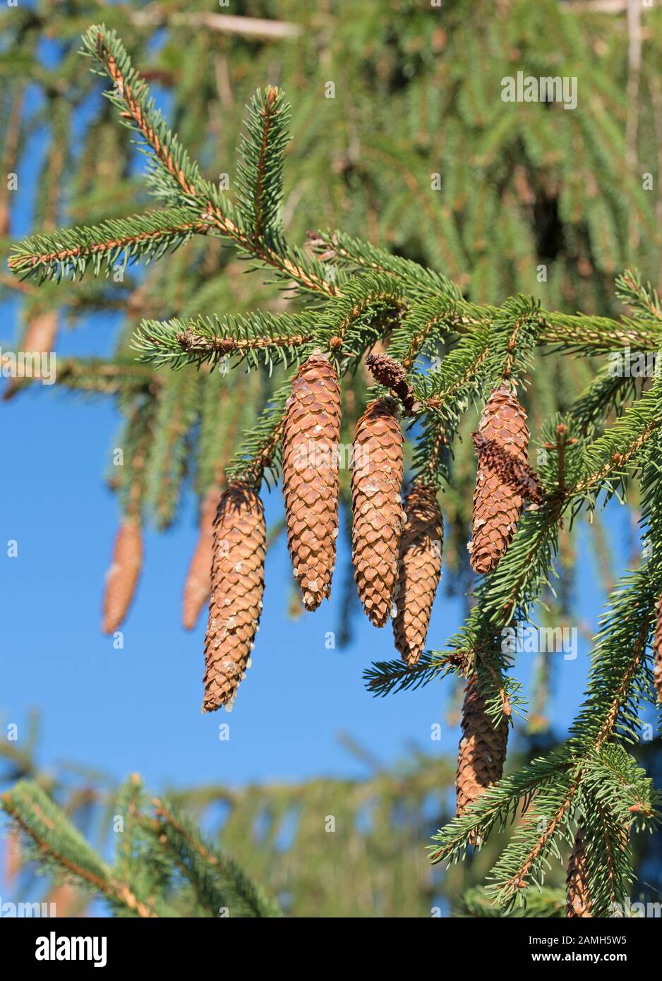 Mature spruce cones on the tree Stock Photo - Alamy